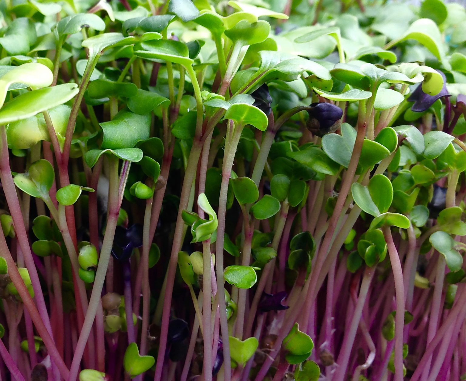 Rutland Downtown Summer Farmers Market - Depot Park